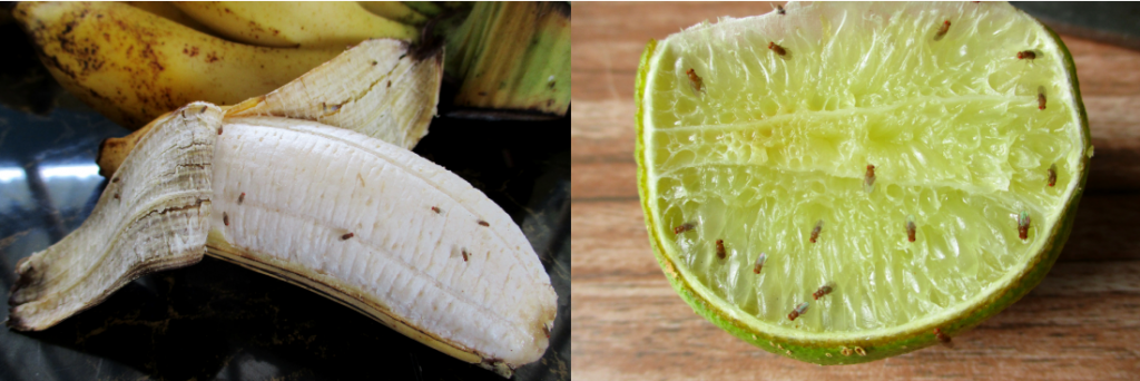 Fruit Fly Fighting — 6 Effective Tricks and Traps – Müller Designs